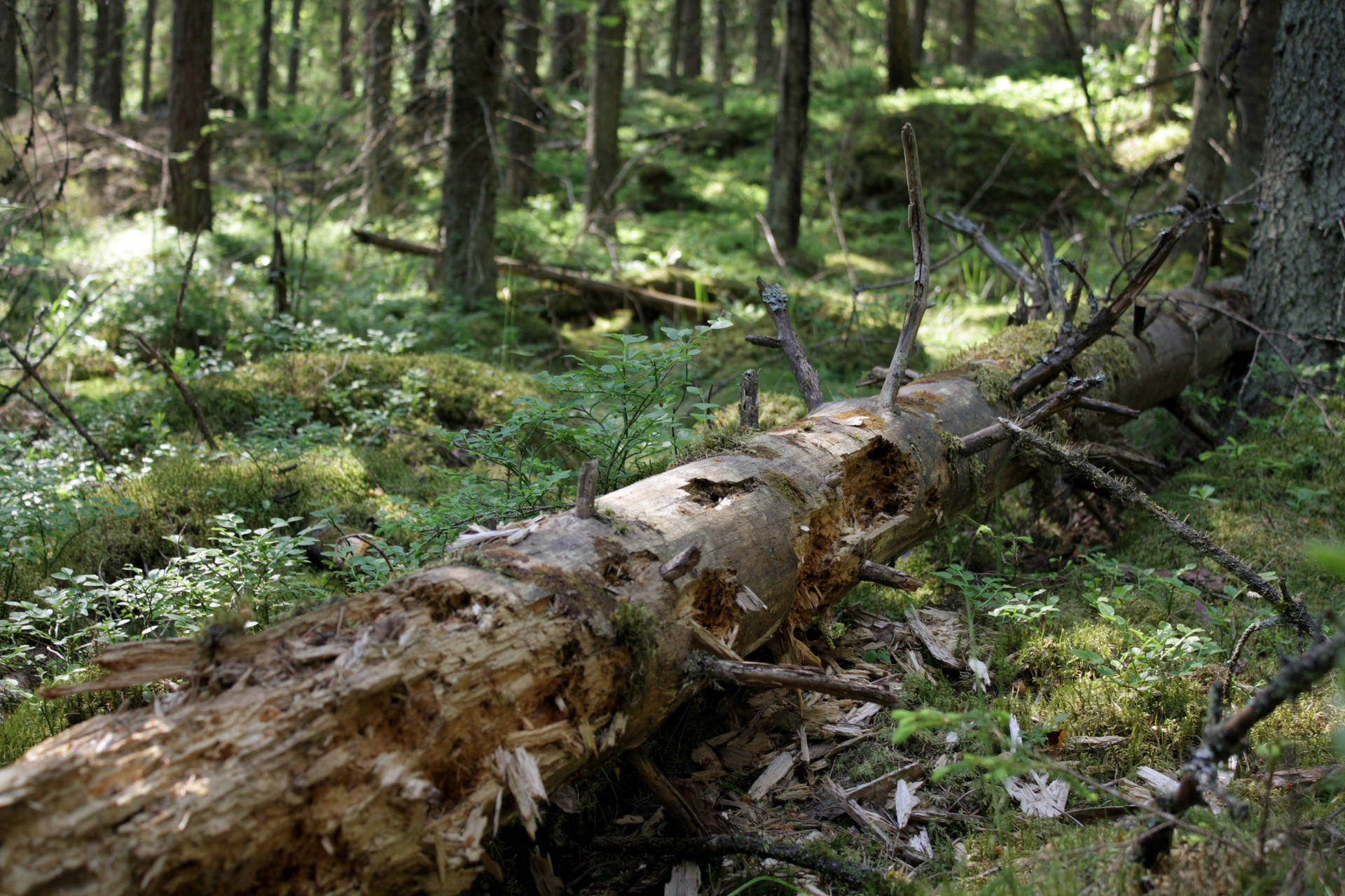 Sustainability transition and ecological reconstruction | Metsä Group