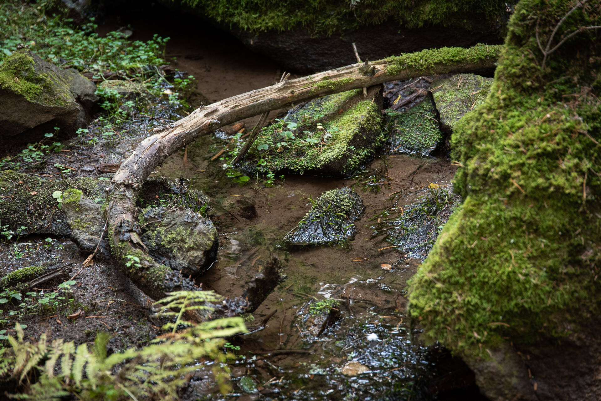 Nature management programme