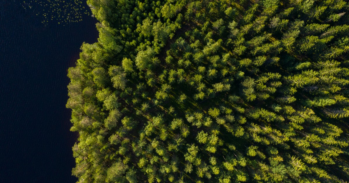 Typical questions about forest use – and the answers