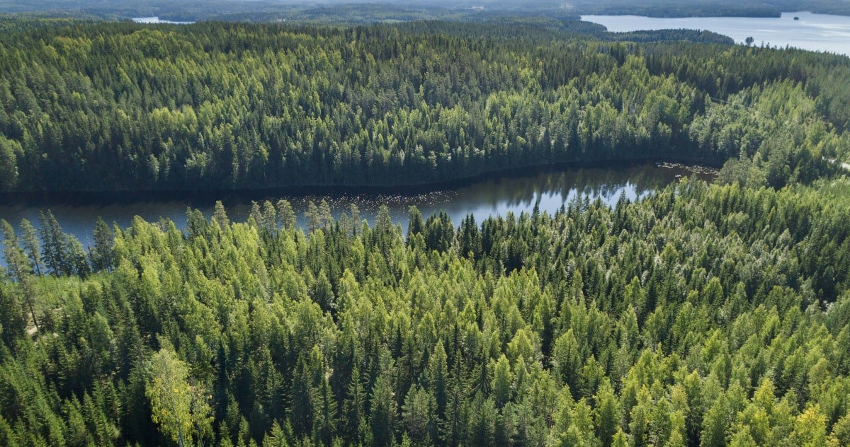 Video series on the sustainably managed forest cycle