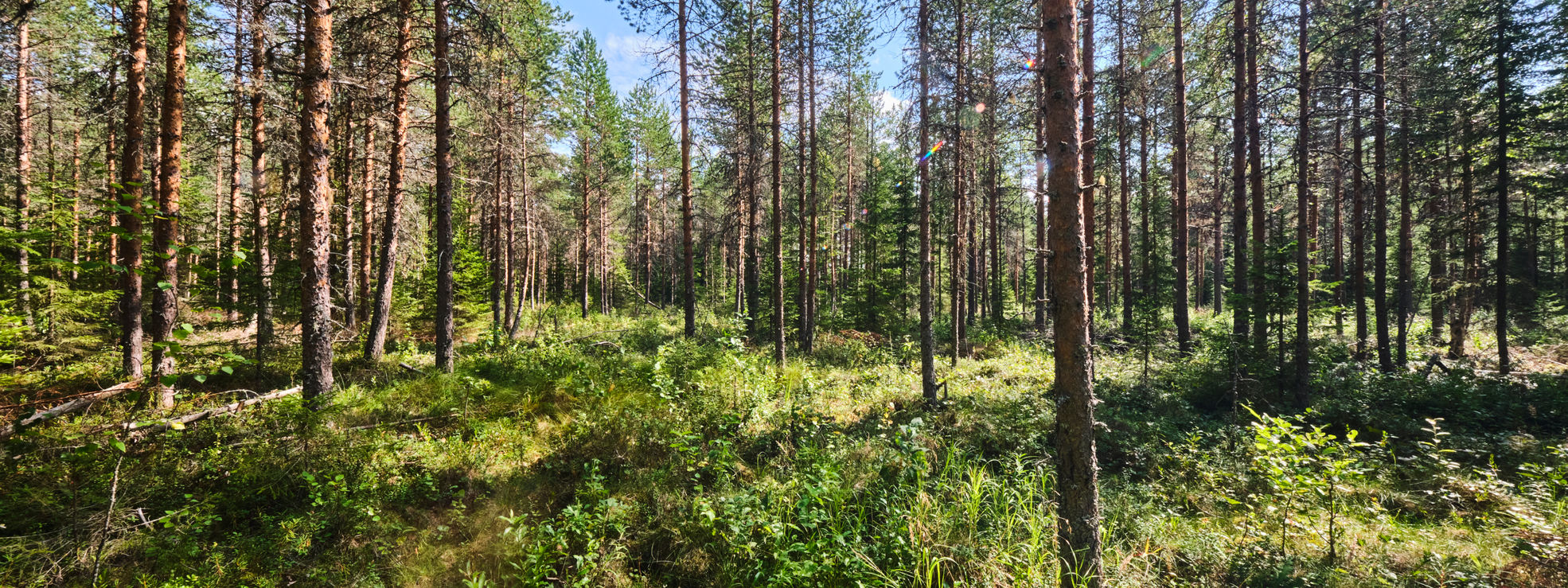 Metsä Group's Kemi bioproduct mill’s by-products utilized: wood ash ...