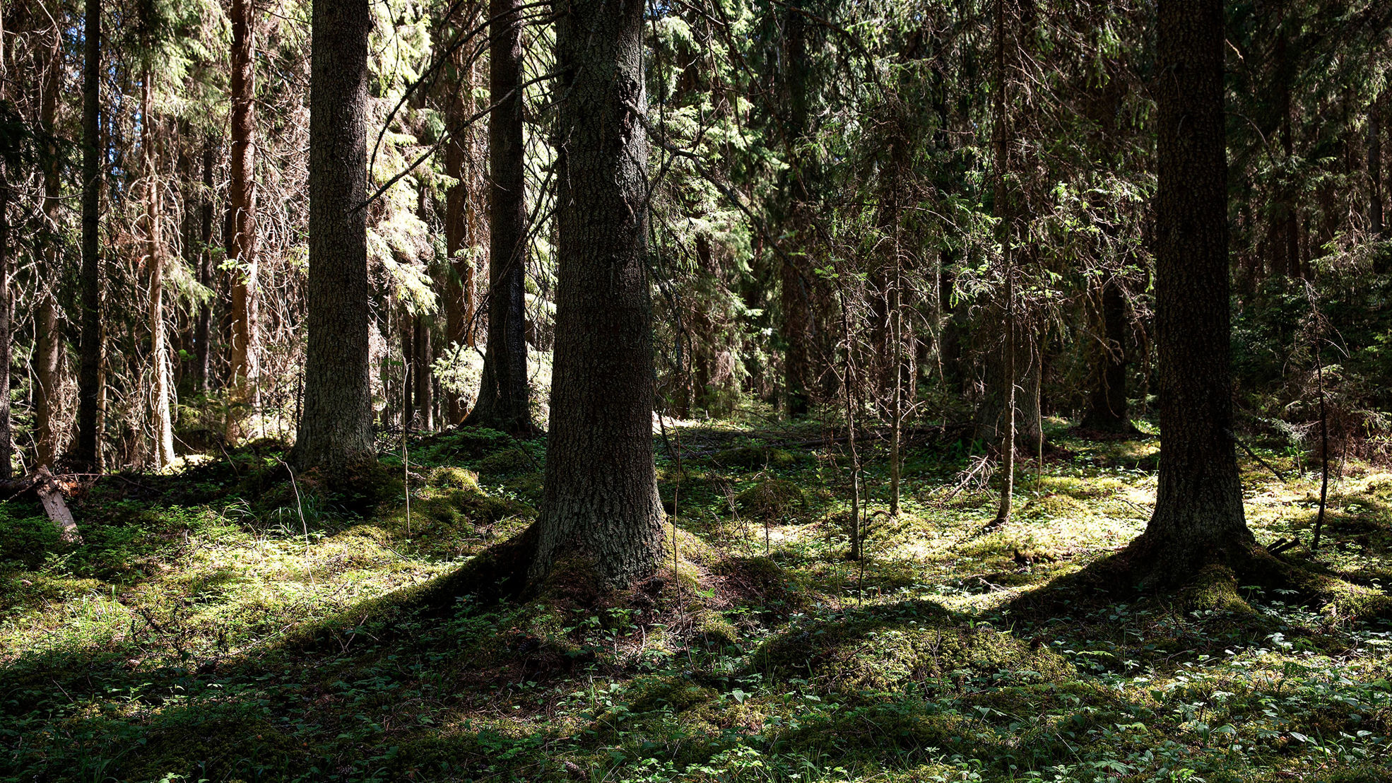 Specialist helps forest owners with forest management | Metsä Fibre