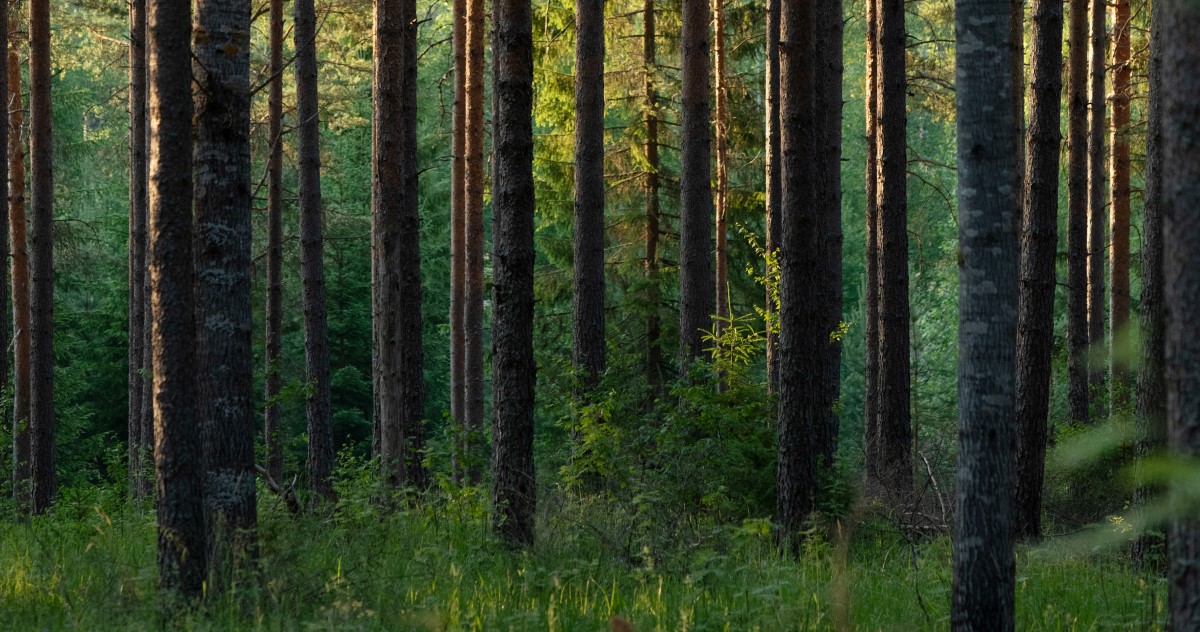 The bioeconomy is based on the sustainable use of renewable natural ...