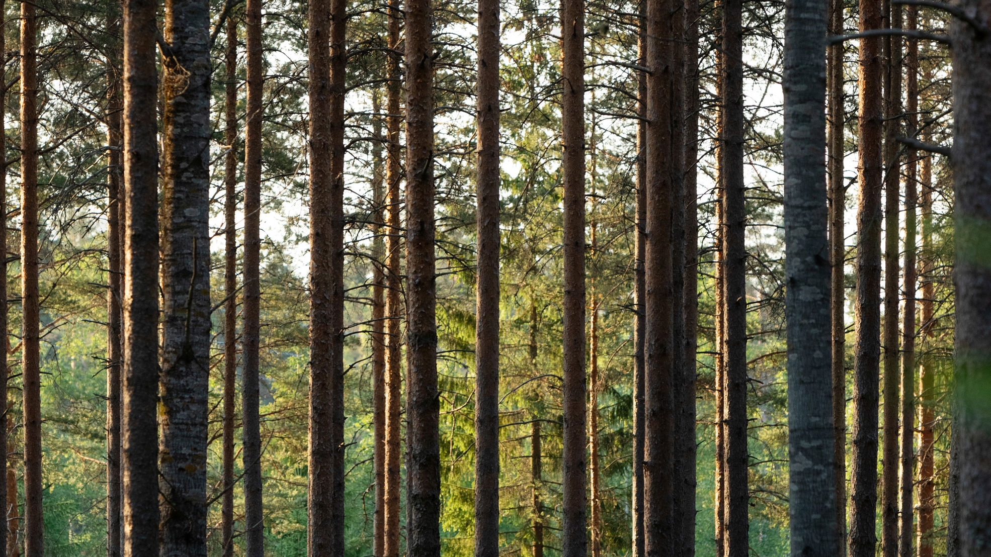 The bioeconomy is based on the sustainable use of renewable natural ...