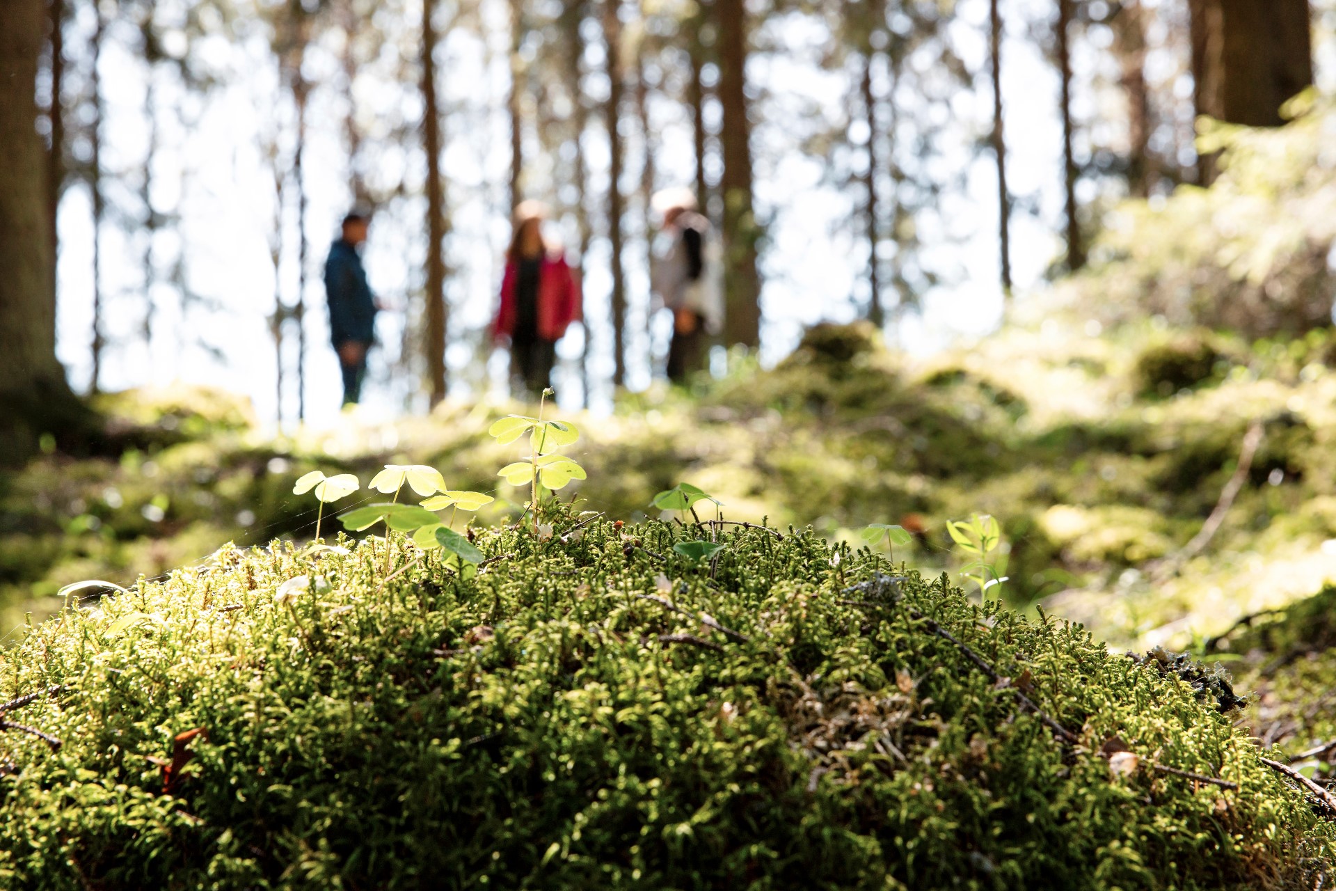 Good forest management ensures the best profit