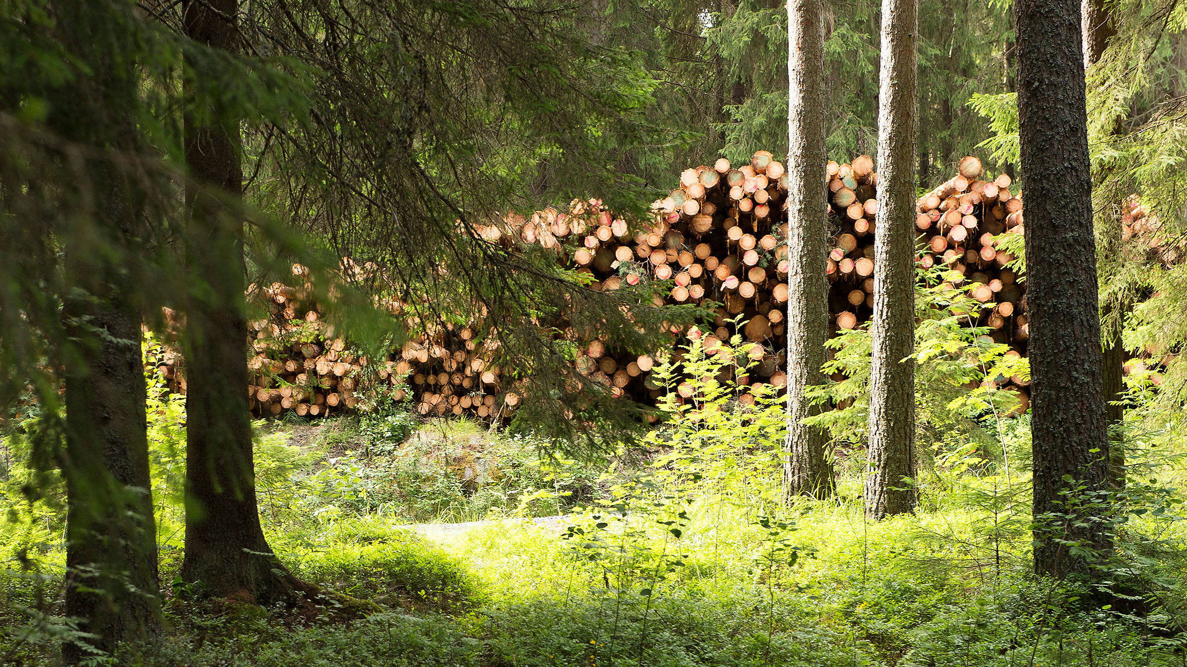 Targeting the full traceability of all raw materials | Metsä Fibre