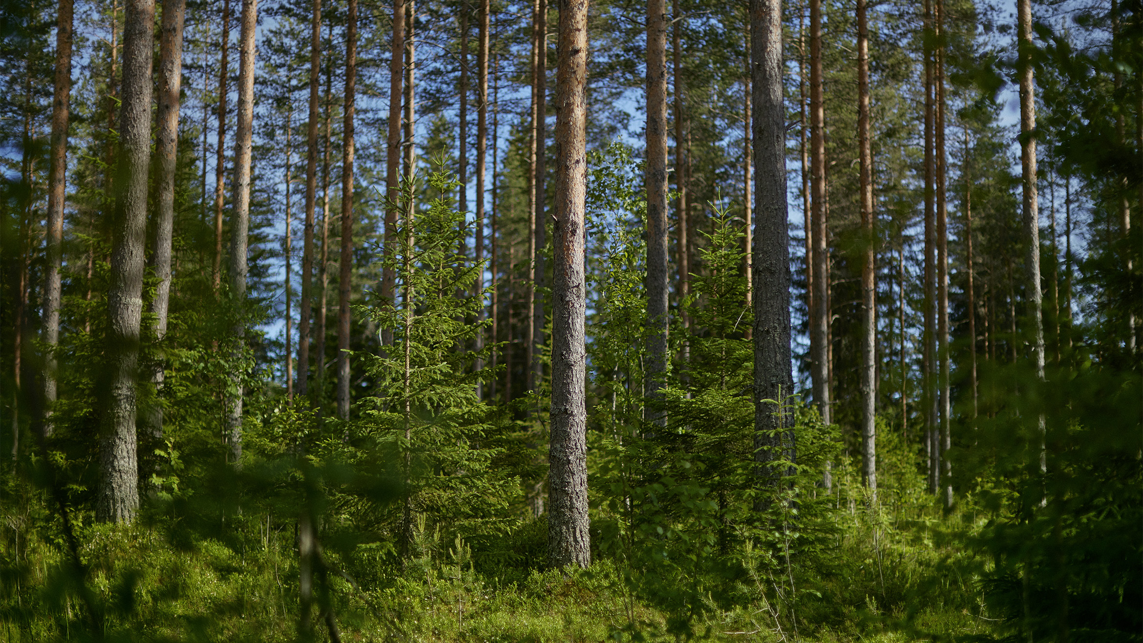 Finnish forest owner: “The forest connects me to my heritage.” | Metsä ...