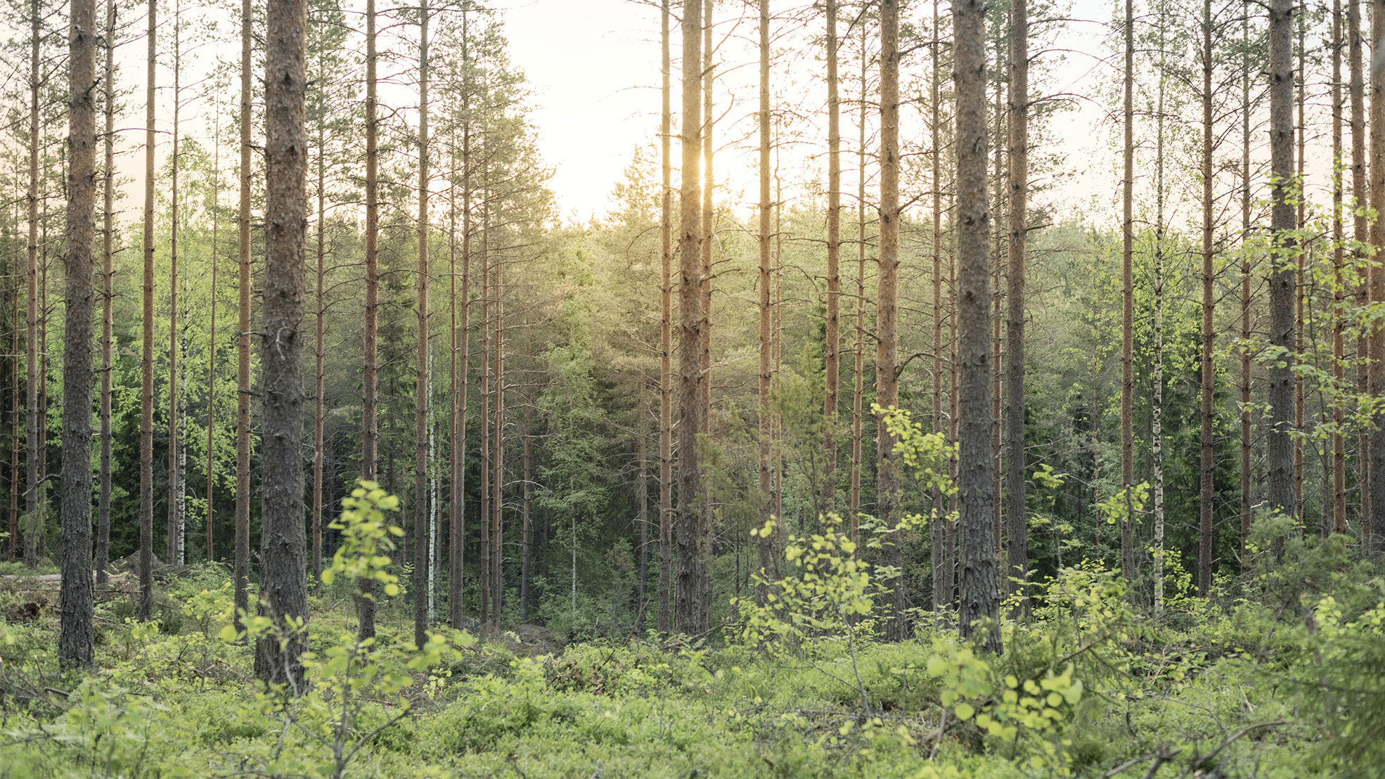 Finnish forest owner: “Forestry is something we do together.” | Metsä Fibre