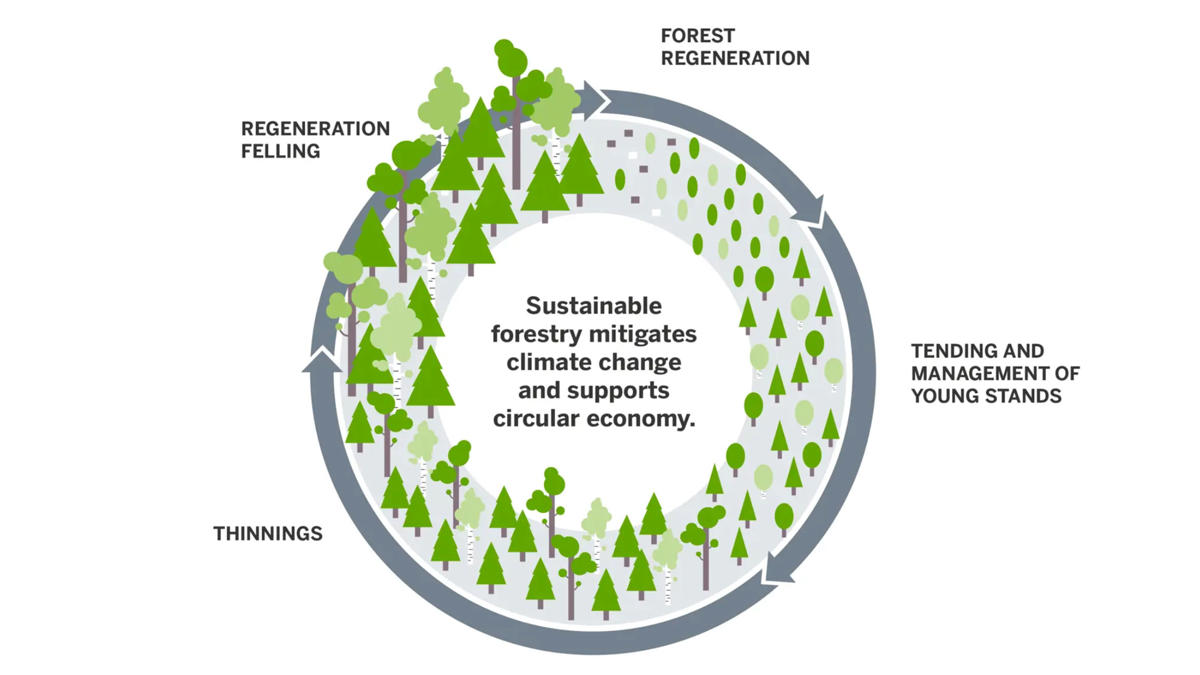 Origin of wood | Metsä Fibre