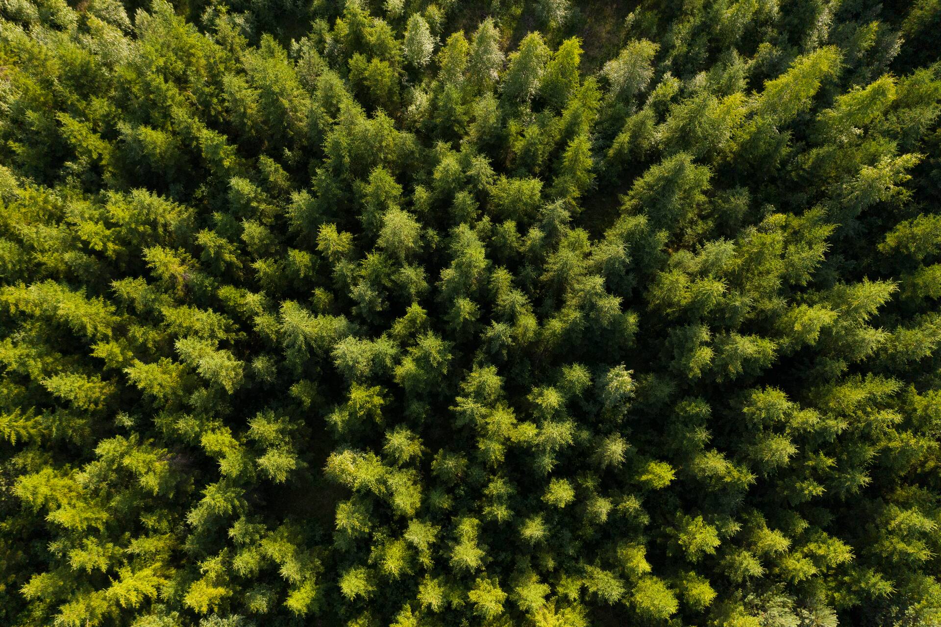 Sustainable forestry and forest certification | Metsä Fibre