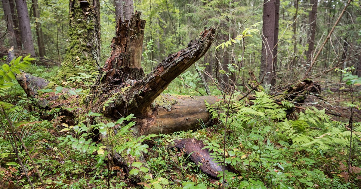 Metsä Group och Dasos anskaffar värdefulla naturobjekt för Metsä Groups ...