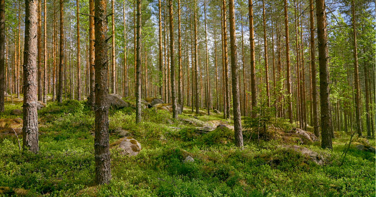 Metsä Group boosts the growth of its owner-members’ forests with a ...