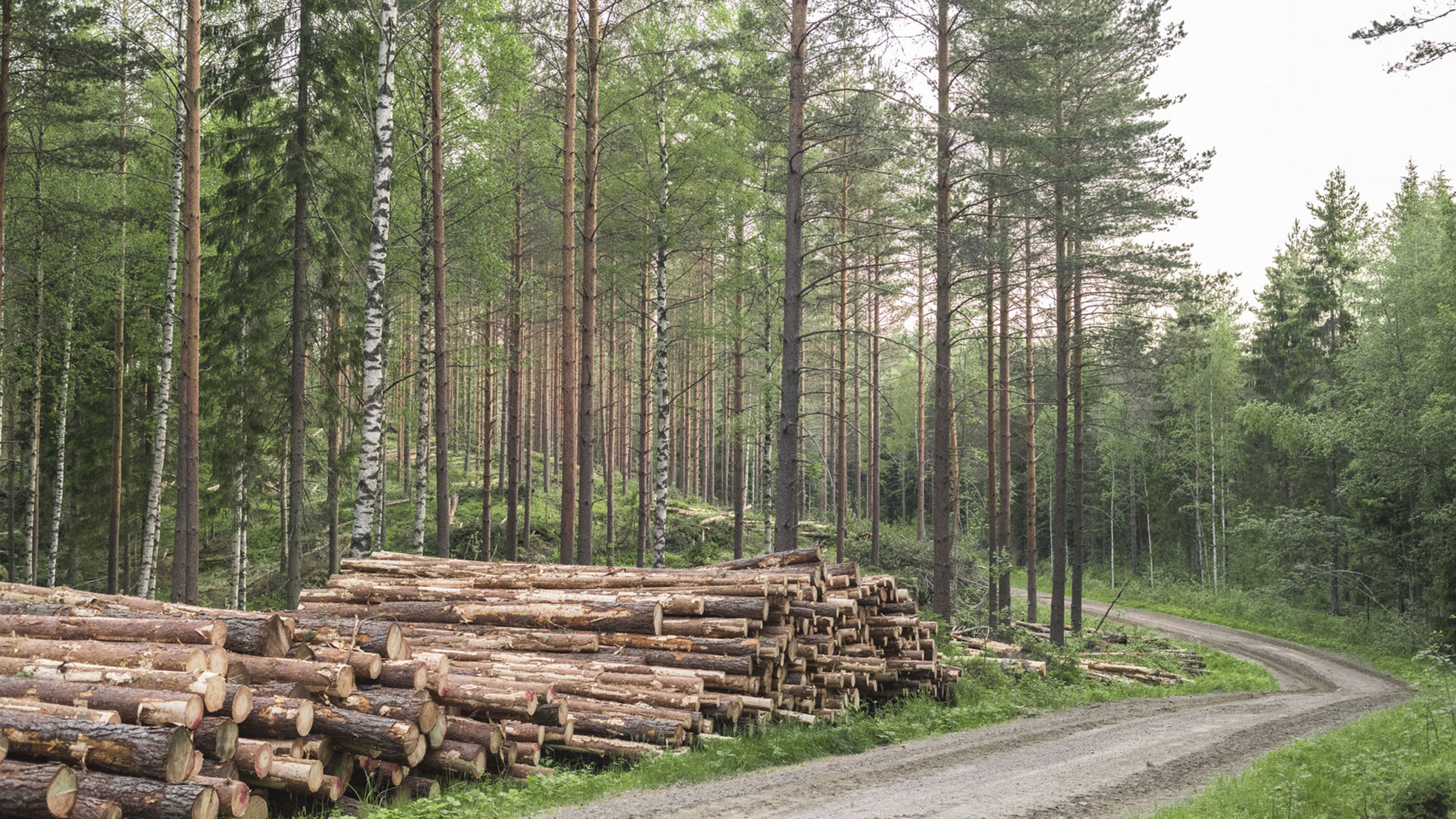 Metsä Group’s new stem price based on volume in use across Finland
