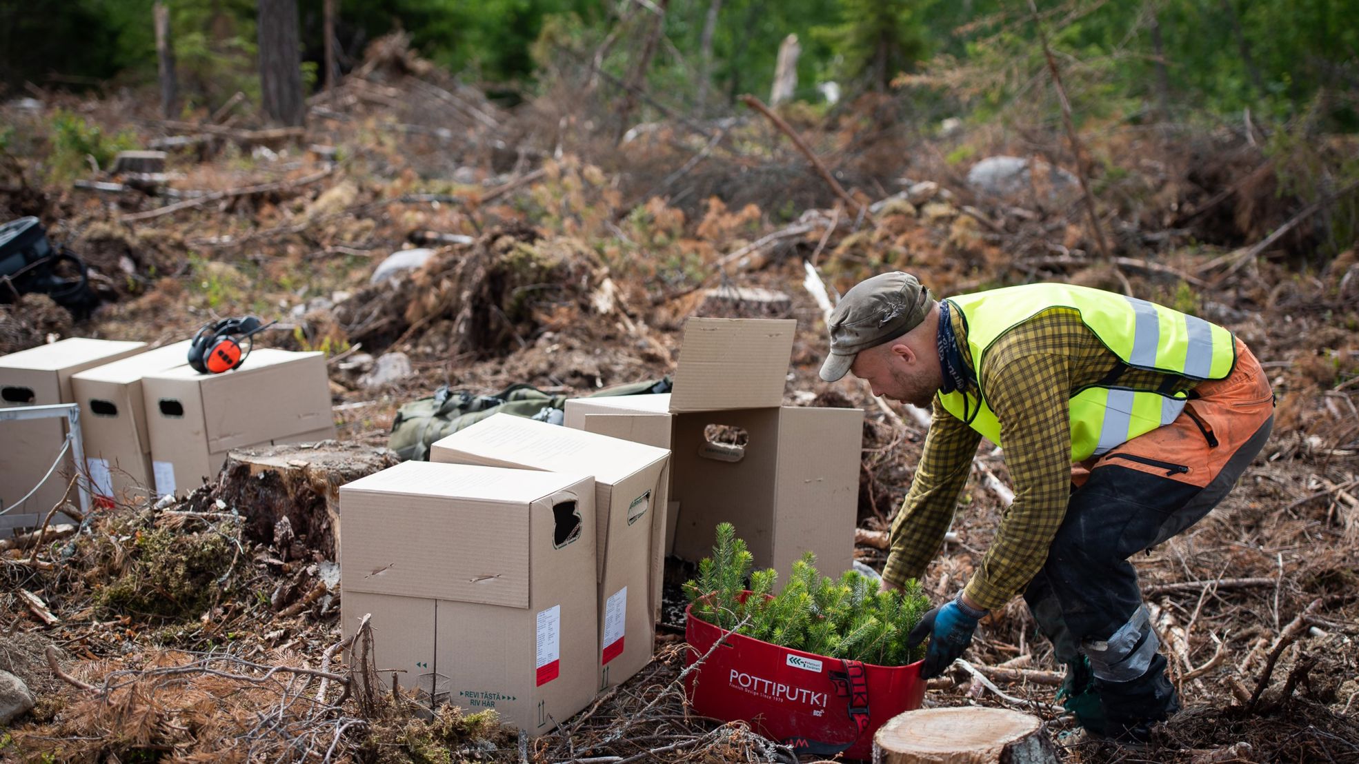 Metsä Group och skogsägarna har planterat 270 miljoner träd under ett ...