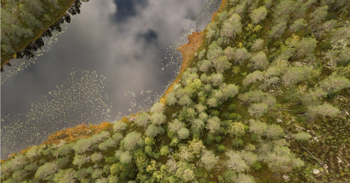 Metsä Group's major customer Finsilva to adopt Metsä Group Plus in its ...