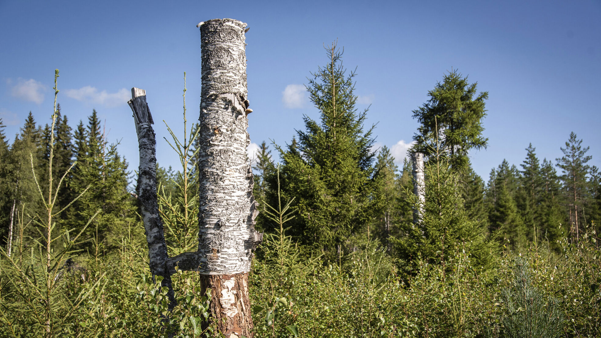 High biodiversity stumps increase the number of species in the forest
