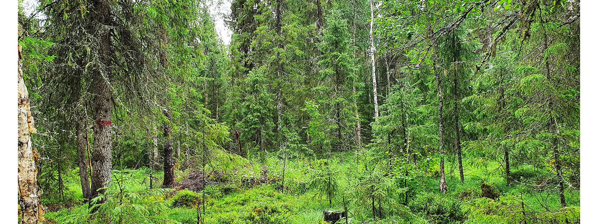 Continuous cover forestry adopted for lush peatlands in the Metsä Group ...