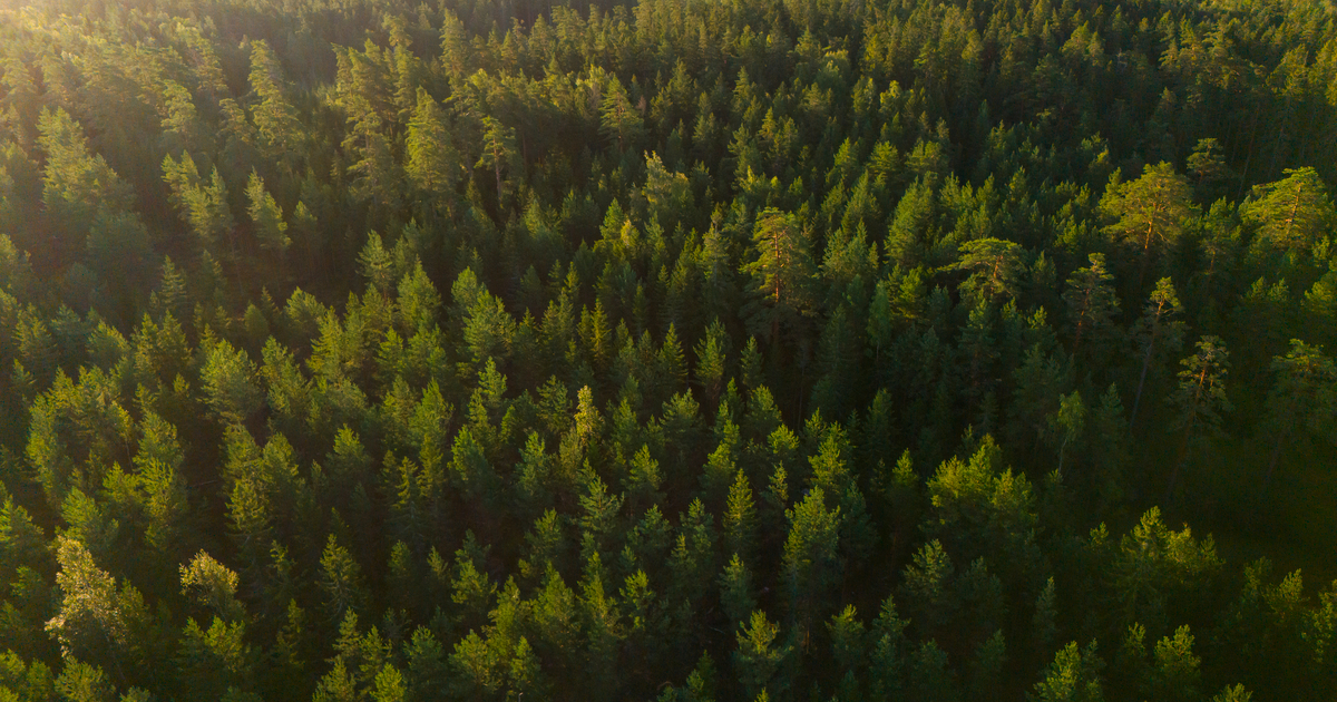 Deviations from environmental regulations in Metsä Group’s Wood Supply ...