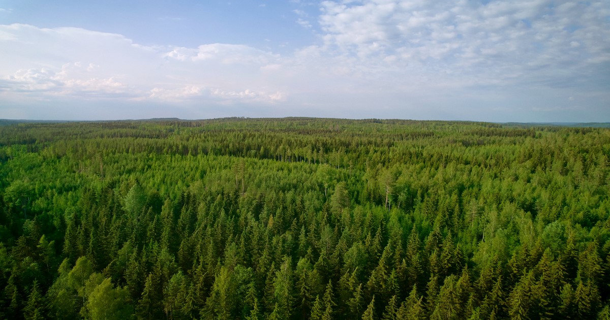 The forest carbon sink