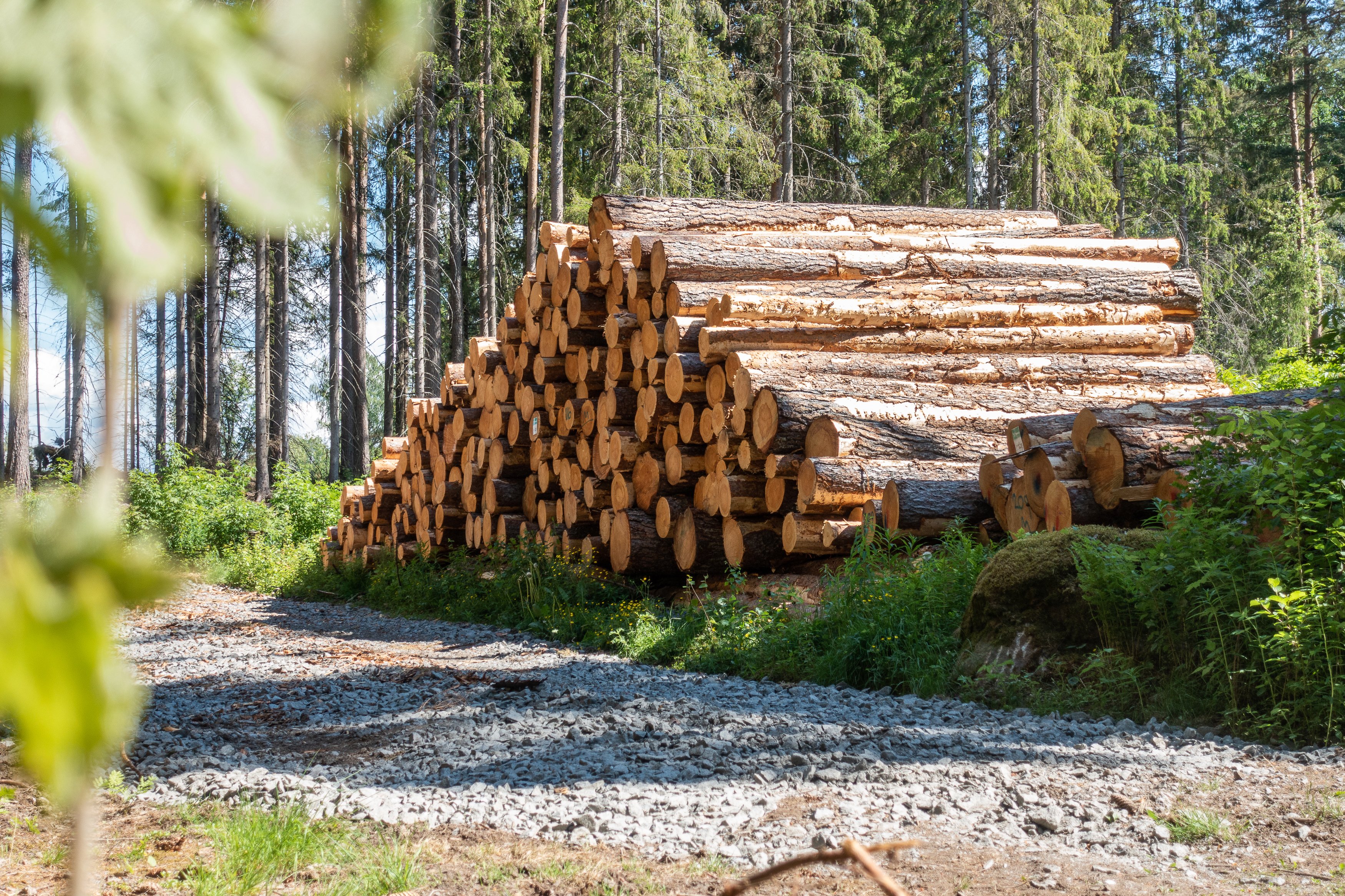 Puun hinta vaihtelee