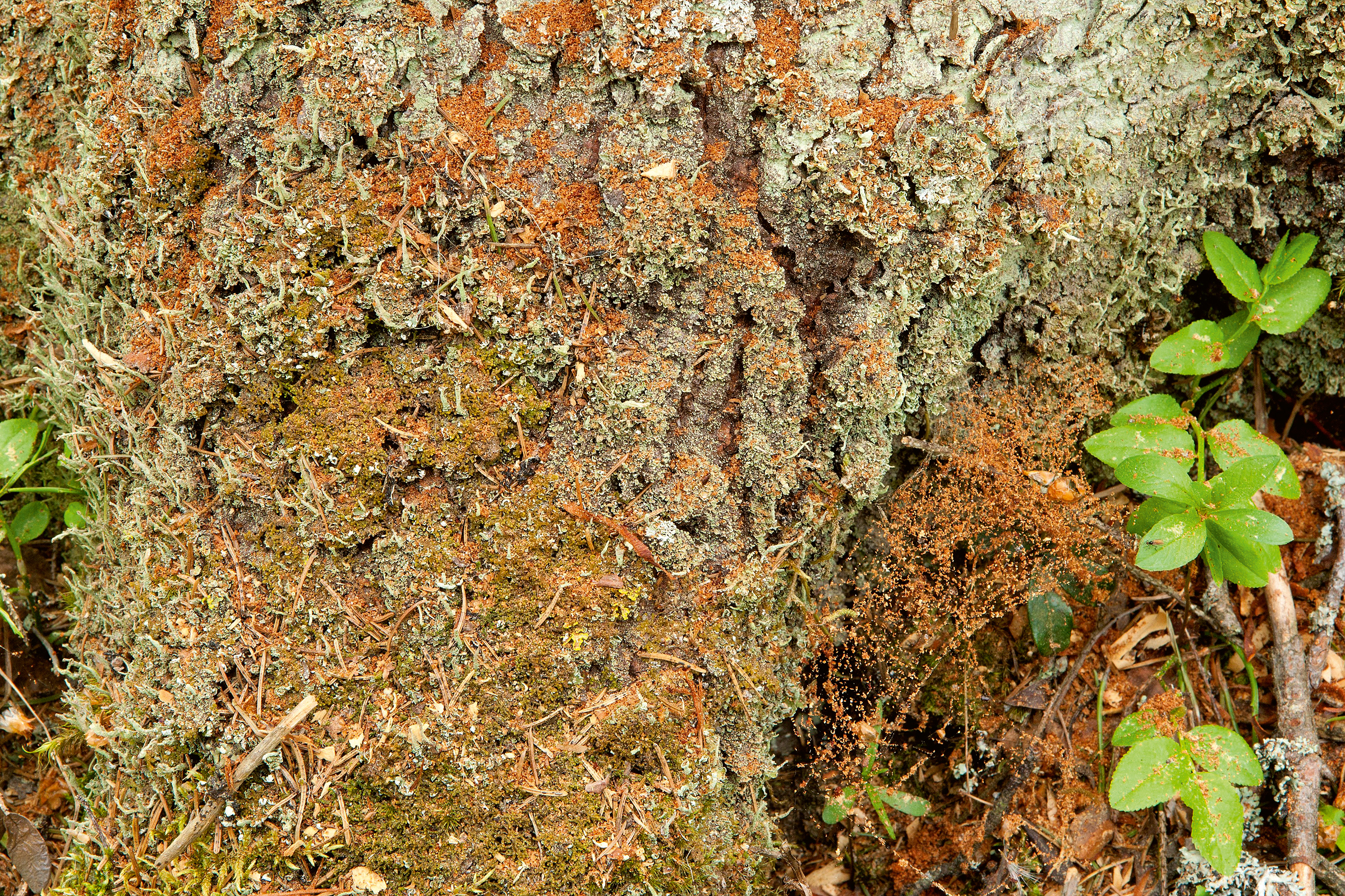 Spruce bark beetle damage