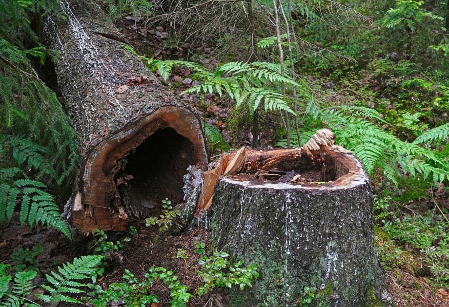 A changing climate accelerates forest damage