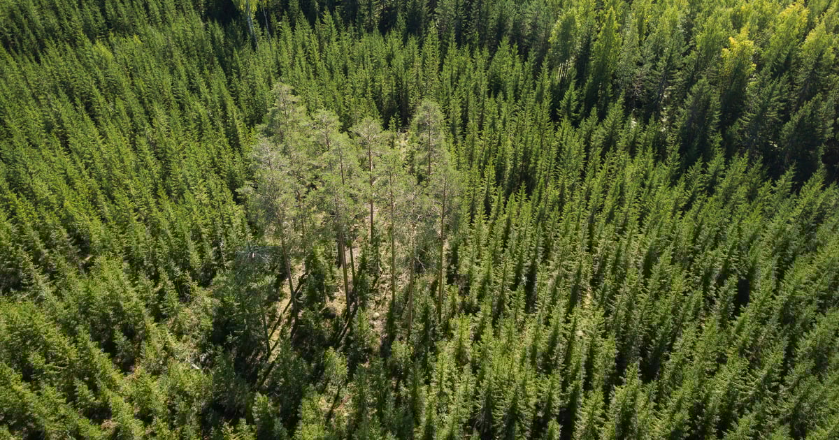 Retention tree groups add old trees and decaying wood to the forest