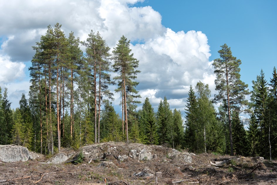 New updates to FSC standards