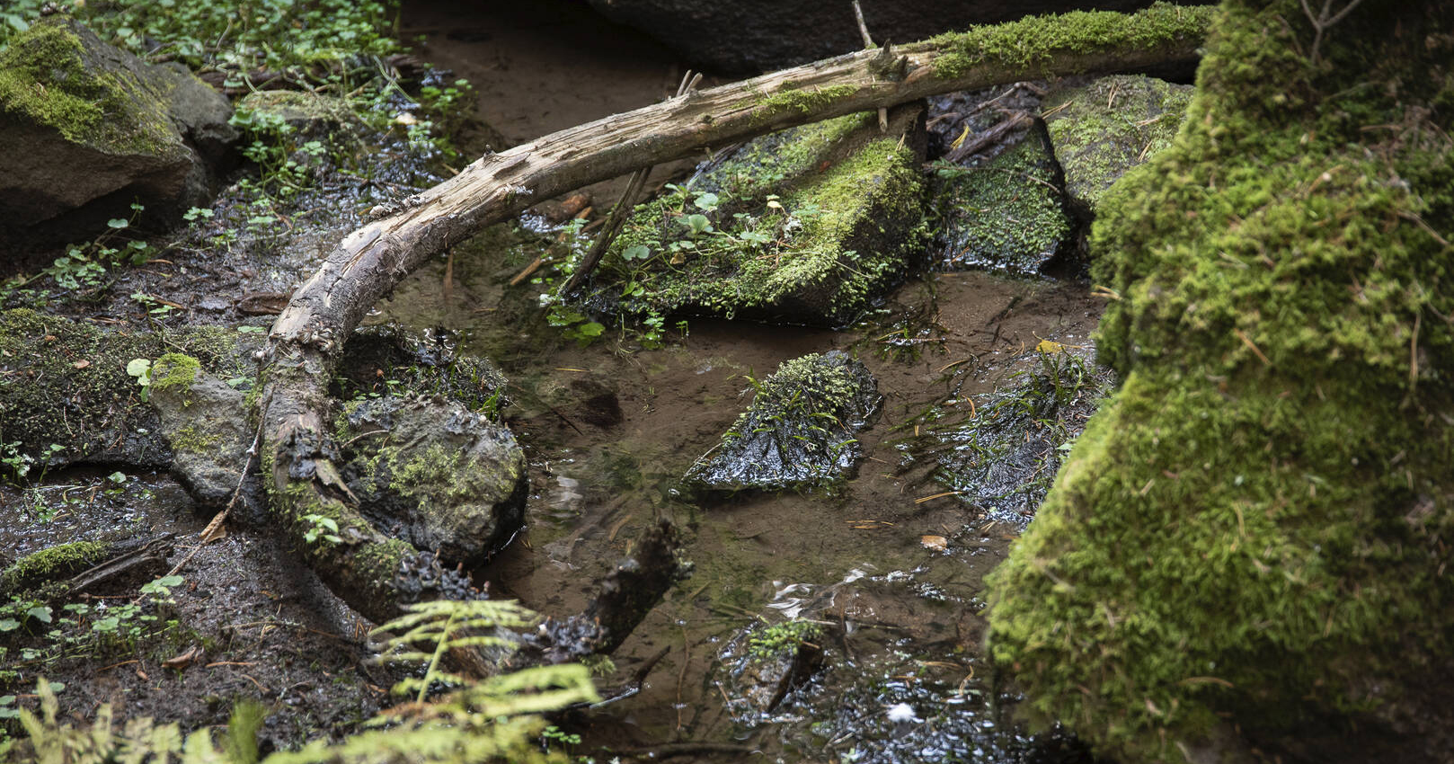 Best practices from Metsä Group’s nature programme shared in Lohja