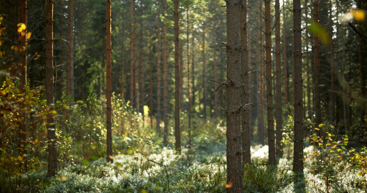 Northern wood | Metsä Group