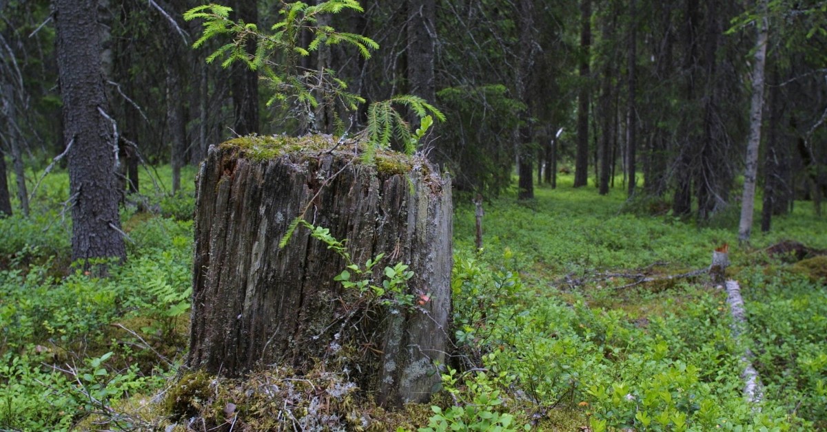 High stumps and retention trees