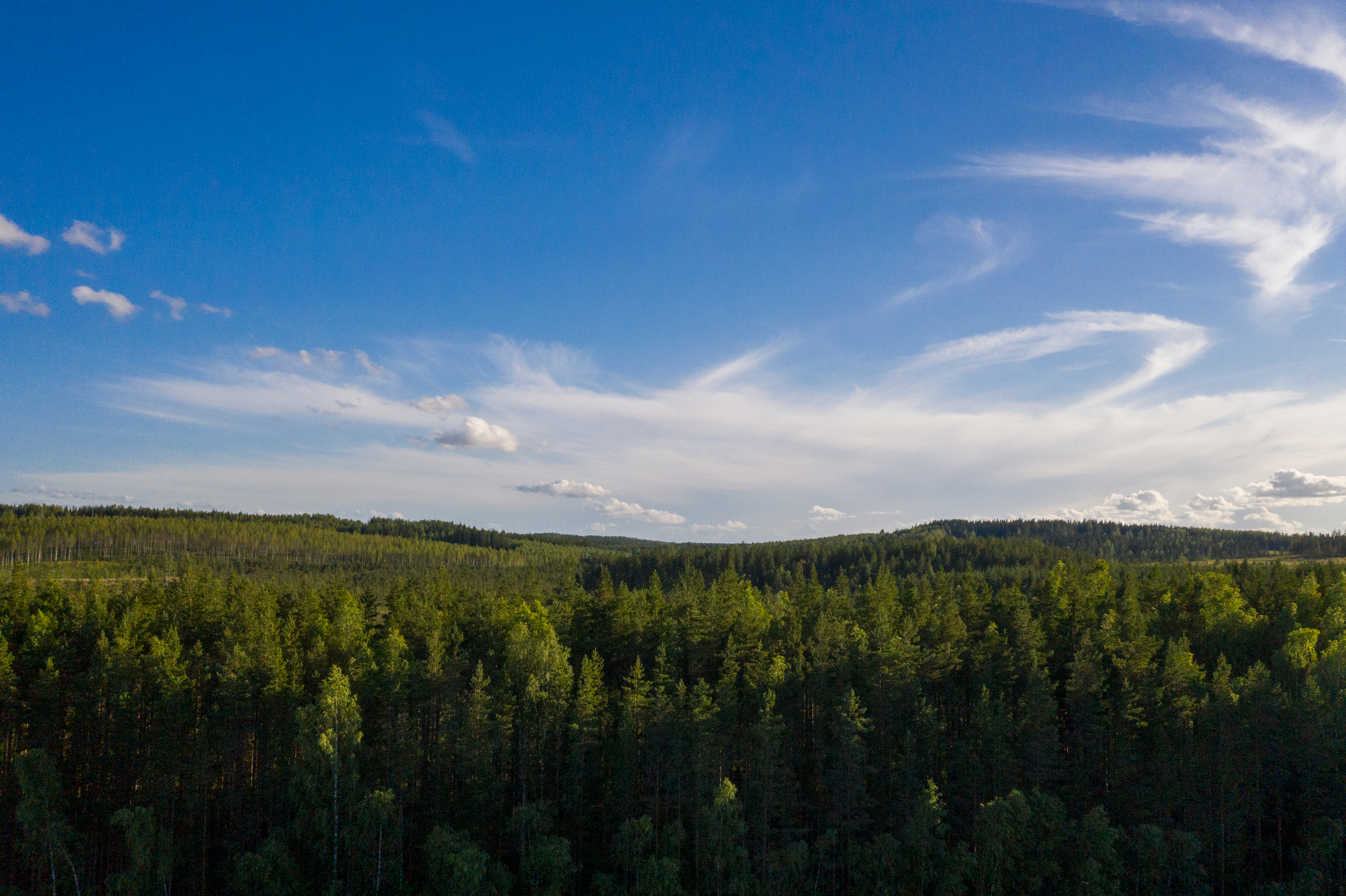 We need strong EU forest strategy