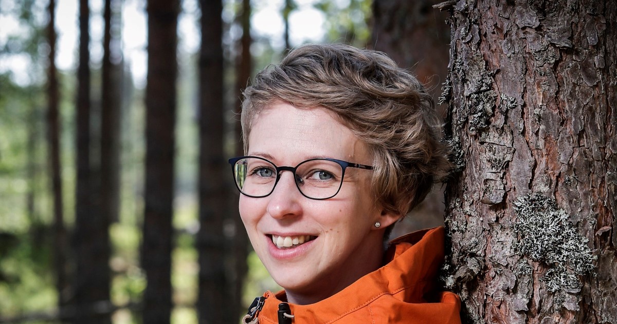 Taimikonhoito ratkaisee metsän tuoton