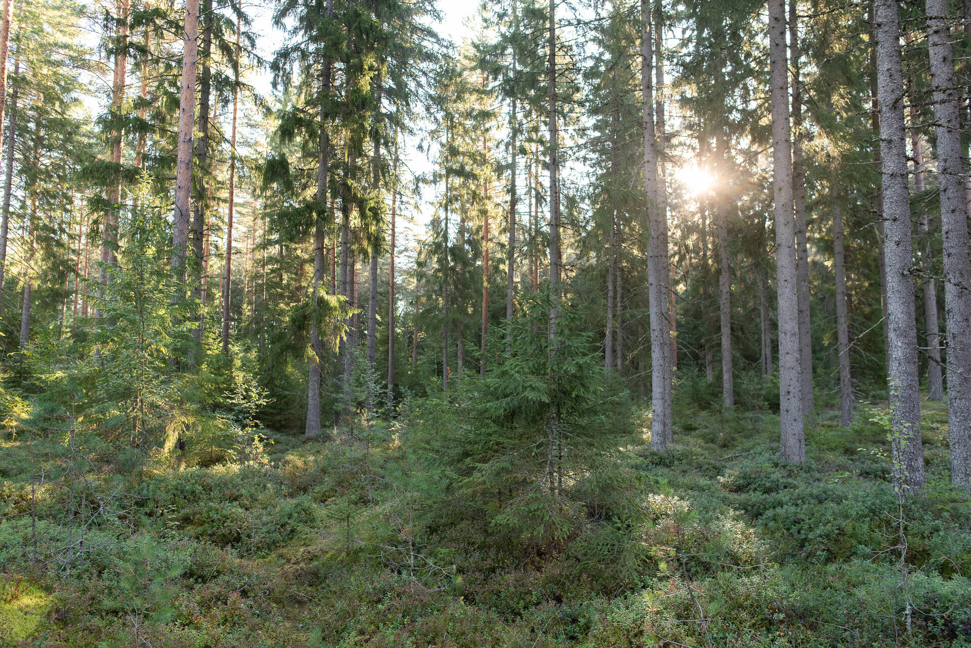 Finnish forests in 2050 - all is well!