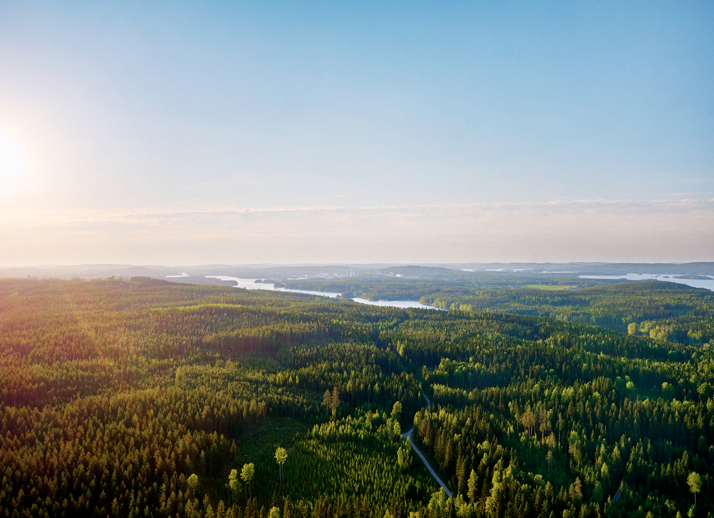 Forests as a carbon sink