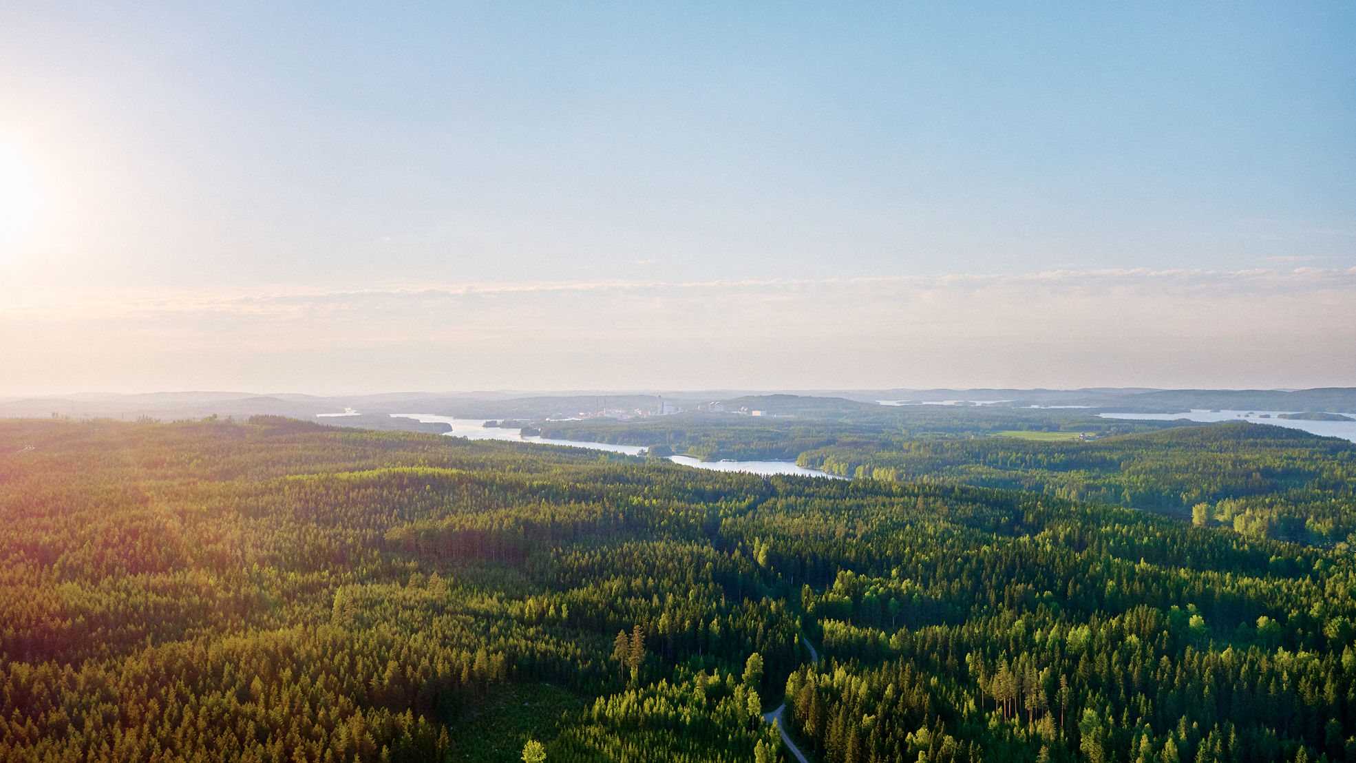 Forests as a carbon sink