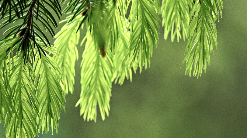 Metsä Tissue: manufacturer of tissue papers and greaseproof baking and ...