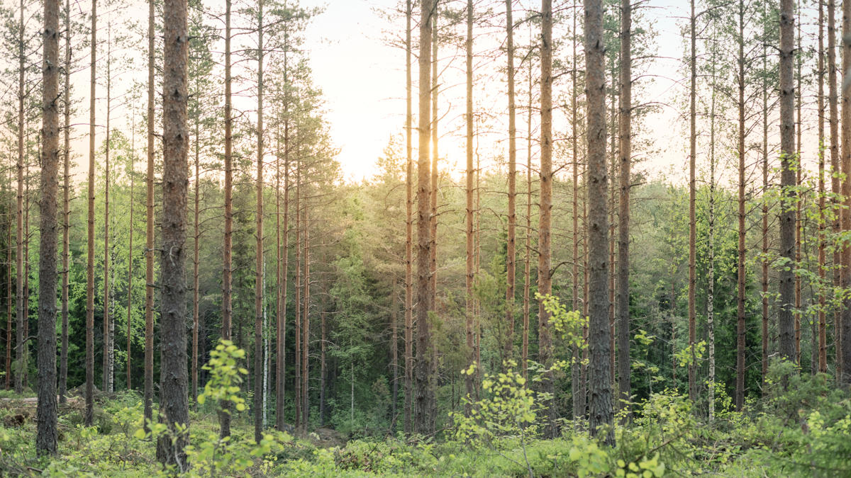 Sustainable building and resource efficiency with wood