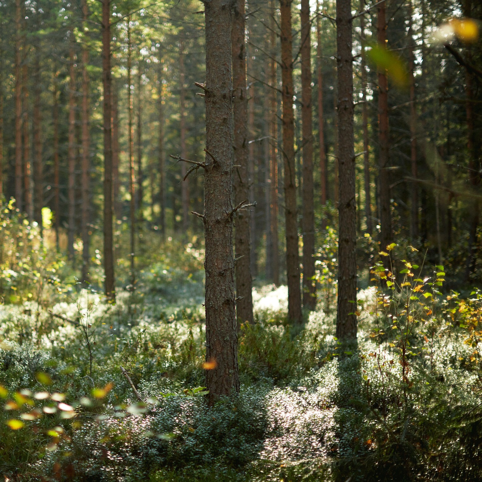 Wood from sustainably managed forests